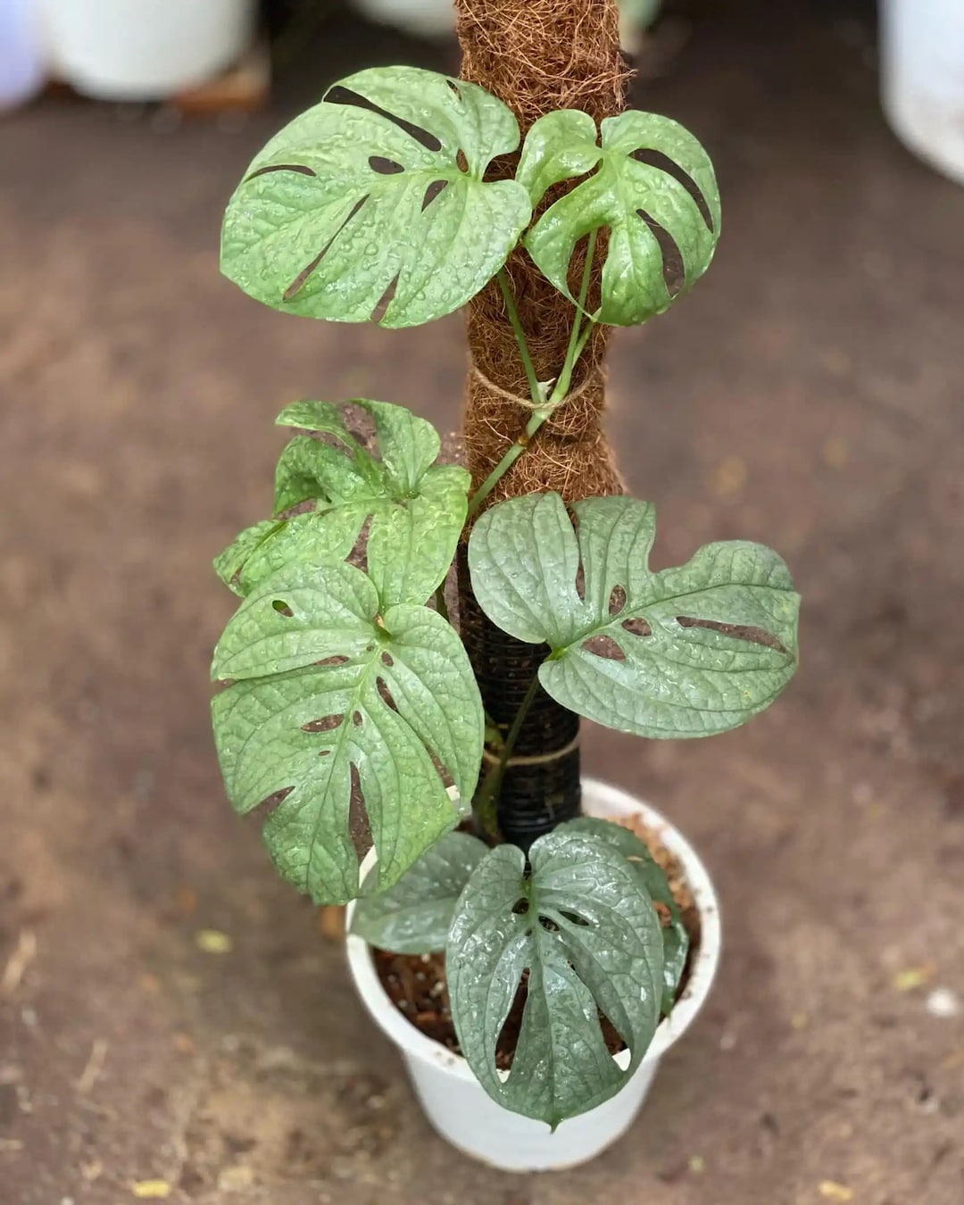 Spider Man Monster amydrium Silver 2 Pot ALL PLANTS Require You to ...