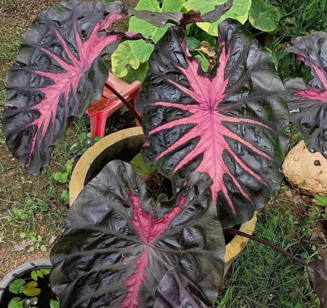 Colocasia Redemption Starter Plant (ALL STARTER PLANTS Require You to ...