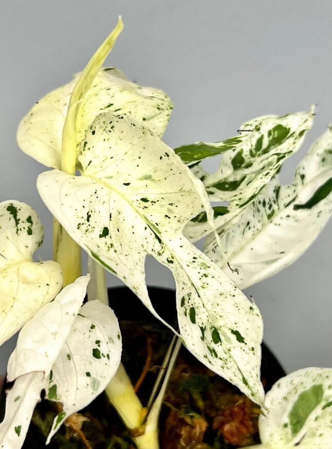 Epipremnum Pinnatum Variegated Rare Starter Plant **(ALL Plants Require ...