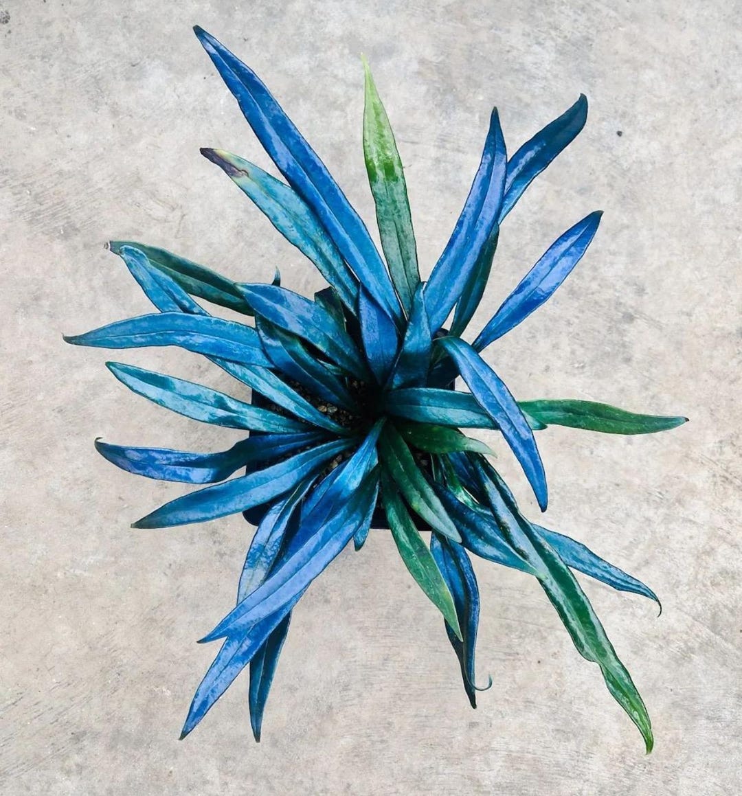 Blue Oil Fern Starter Plant (ALL STARTER PLANTS Require You to Purchase ...