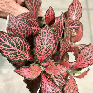 Fittonia “firetail” Red Nerve Hybrid Starter Plant **(ALL Plants ...