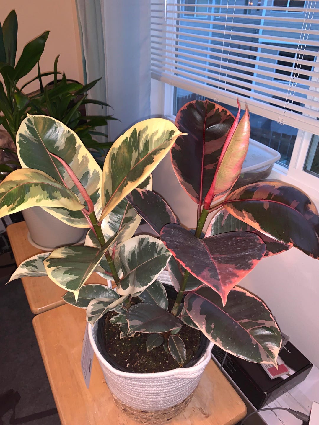Ficus Ruby 4” Pot (ALL PLANTS Require You to Purchase 2 Plants!) - Etsy