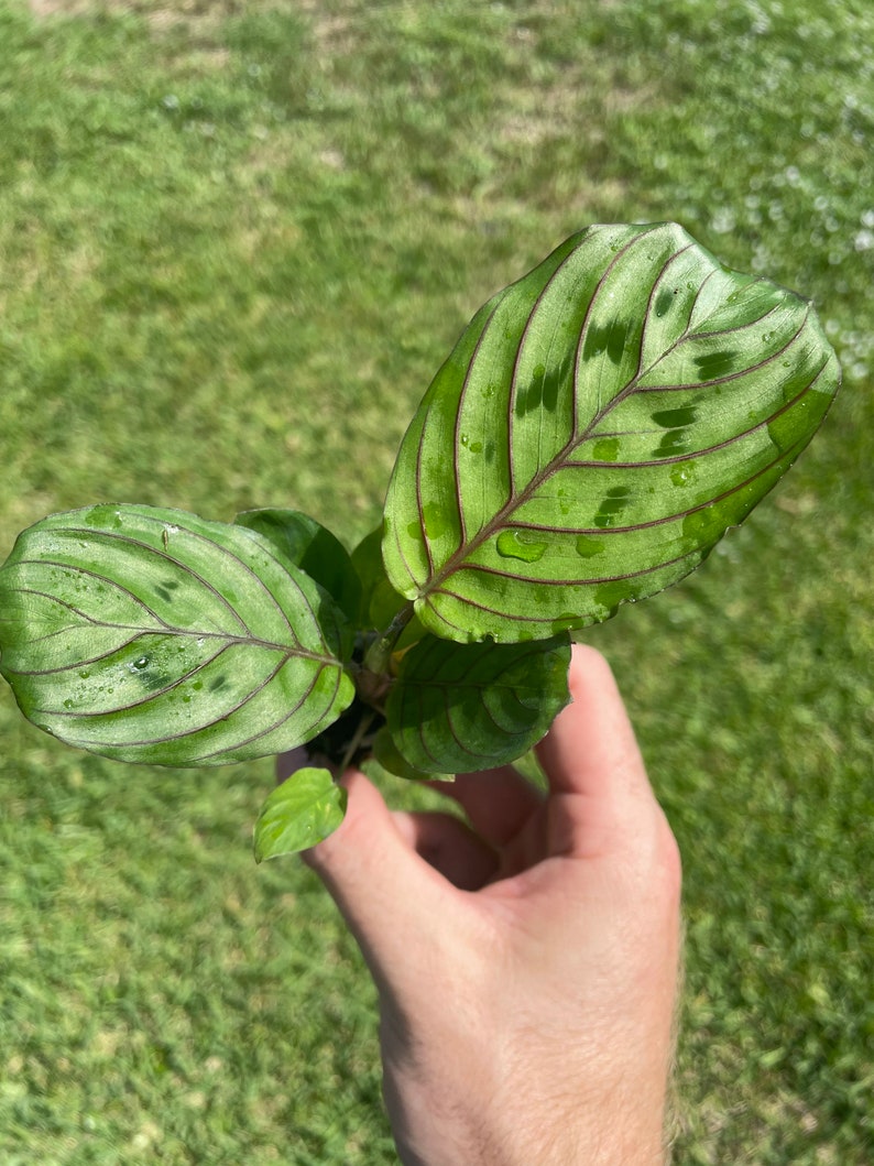 Calathea Red Maranta Starter Plant ALL STARTER PLANTS Require - Etsy