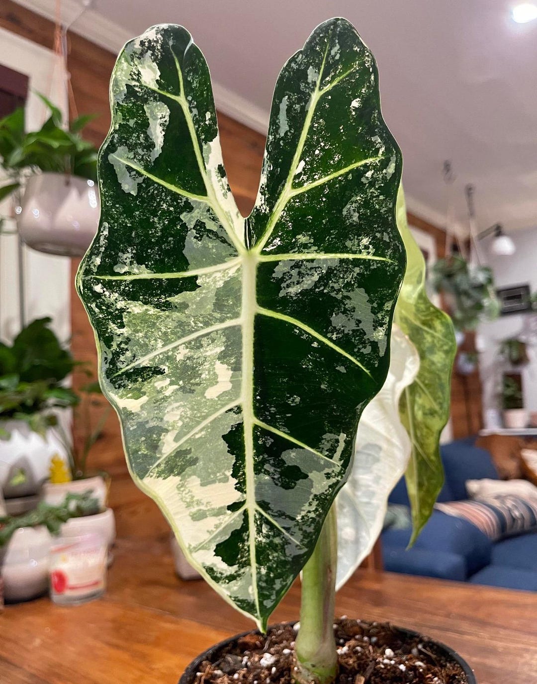 Alocasia Variegated Frydek 4” Plant **(ALL Plants Require You to ...