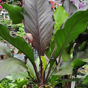 Anthurium Big Red Bird Starter Plant (ALL STARTER PLANTS Require You to ...