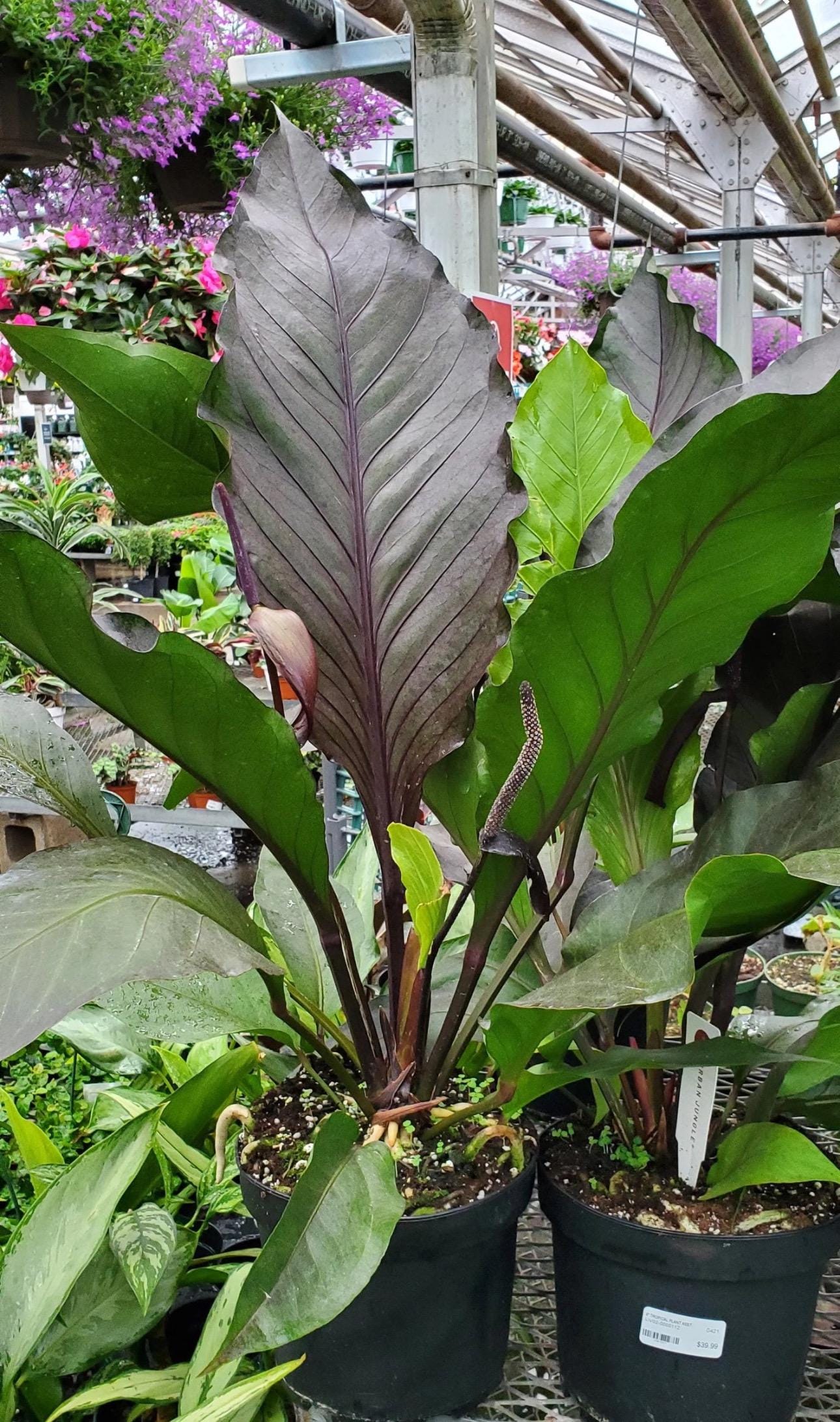 Anthurium Big Red Bird Starter Plant (ALL STARTER PLANTS Require You to ...