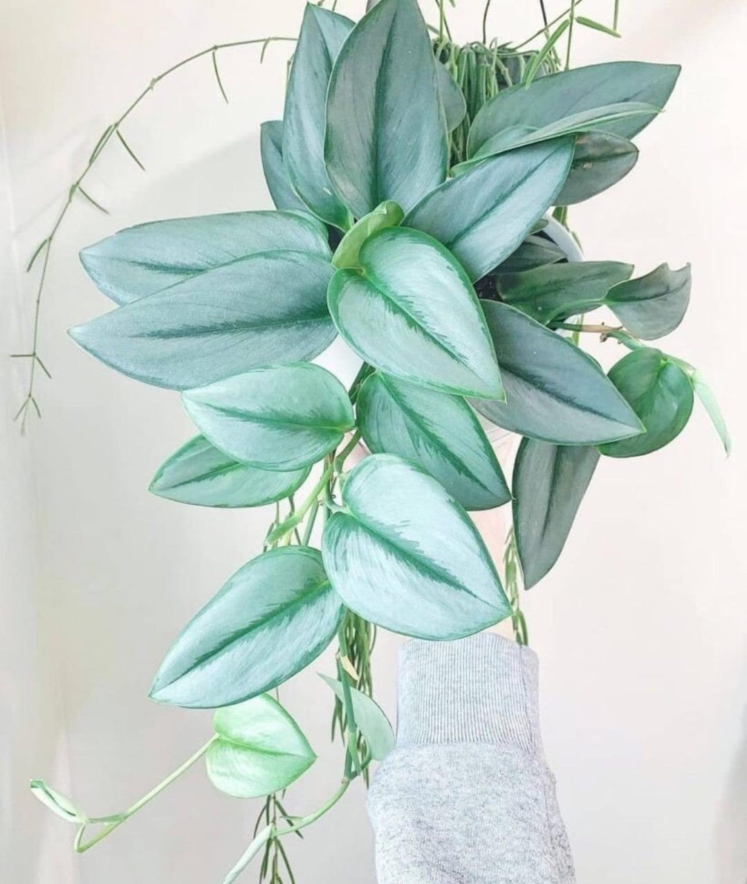 Sterling Silver Scindapsus Starter Plant ALL STARTER PLANTS Require You ...