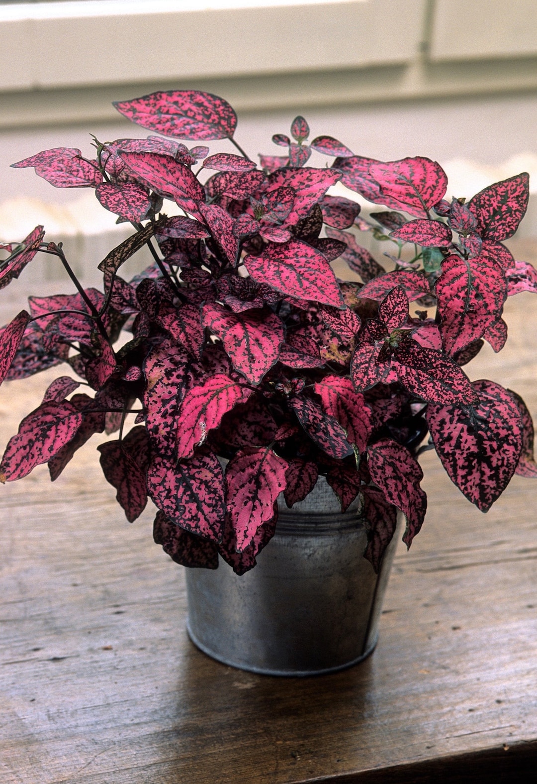 Hypoestes Rose 4pot ALL PLANTS Require You to Purchase 2 Plants - Etsy