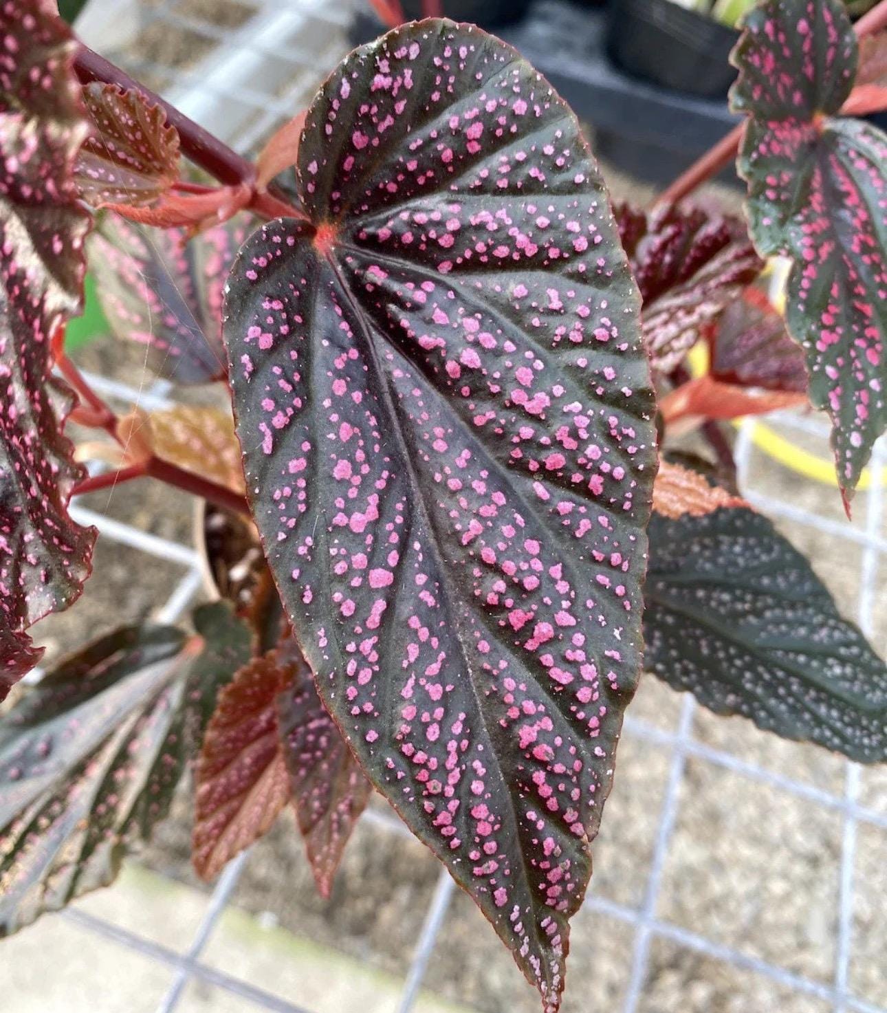 Begonia Pink Spot Maculata Starter Plant (ALL STARTER PLANTS Require ...