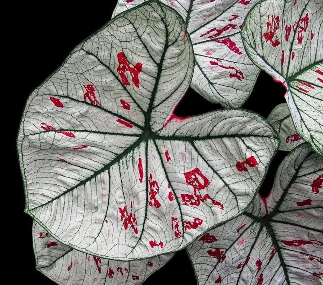 Caladium White Cranberry 2” Pot (ALL STARTER PLANTS Require You to ...