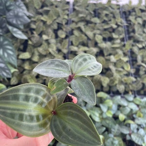 Geogenanthus Poeppigii Starter Plant ALL STARTER PLANTS - Etsy