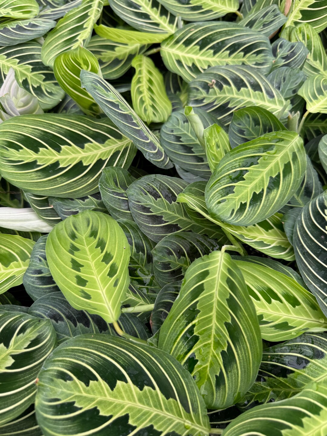 Calathea Lemon Lime Maranta Starter Plant (ALL STARTER PLANTS Require ...