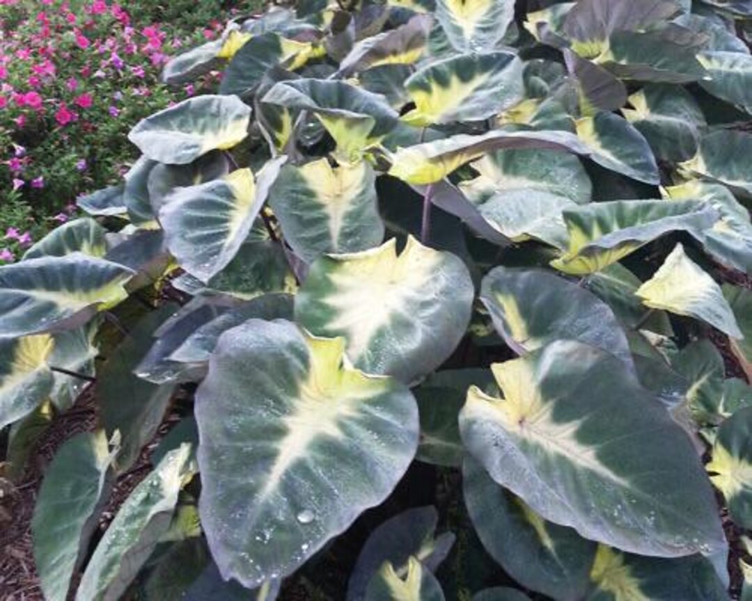 Colocasia Tropical Storm Starter Plant ALL Plants Require You to ...