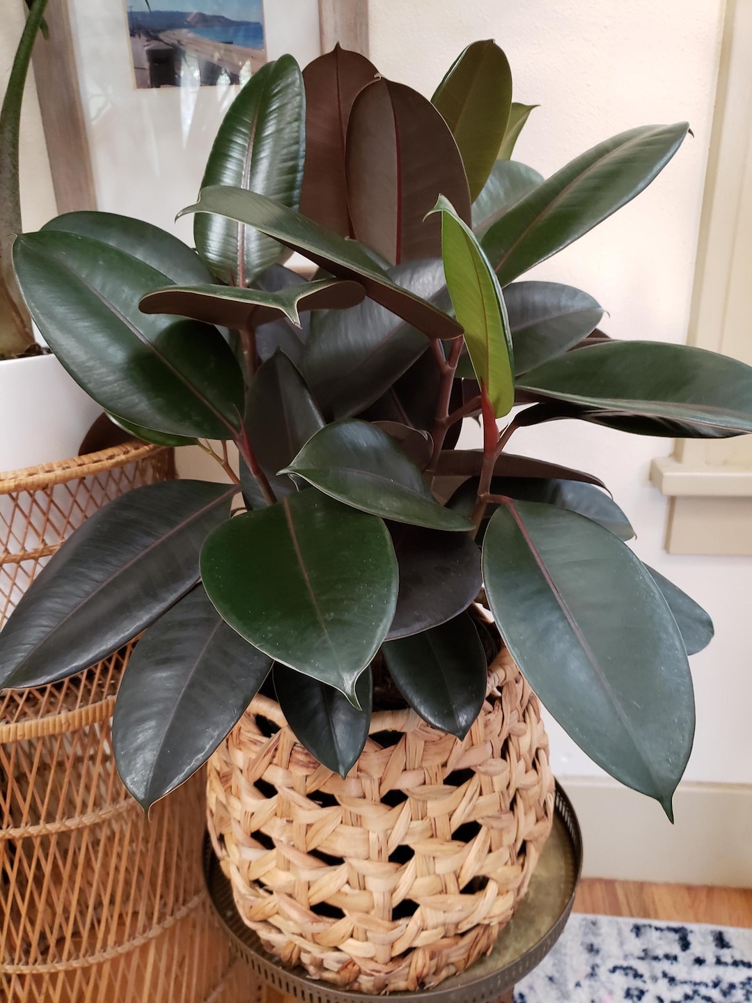 Ficus Black Prince Rubber Tree 2” Pot **(ALL Plants Require You to ...