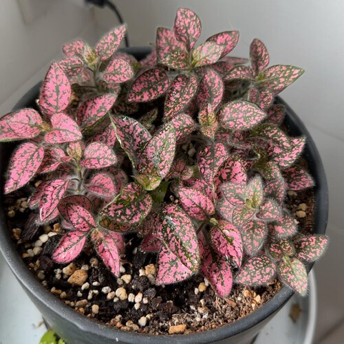 Hypoestes Rose (polka Dot Plant) Starter Plant **ALL Starter Plants ...