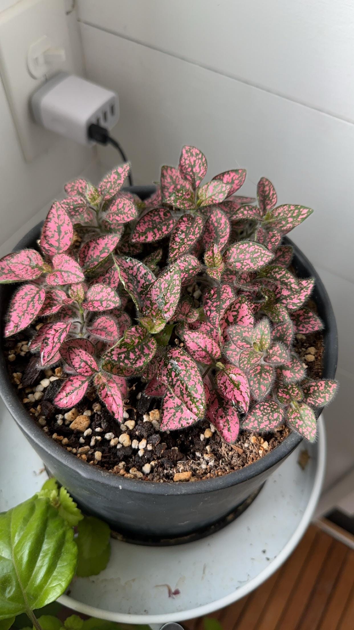 Hypoestes Rose (polka Dot Plant) Starter Plant **ALL Starter Plants ...