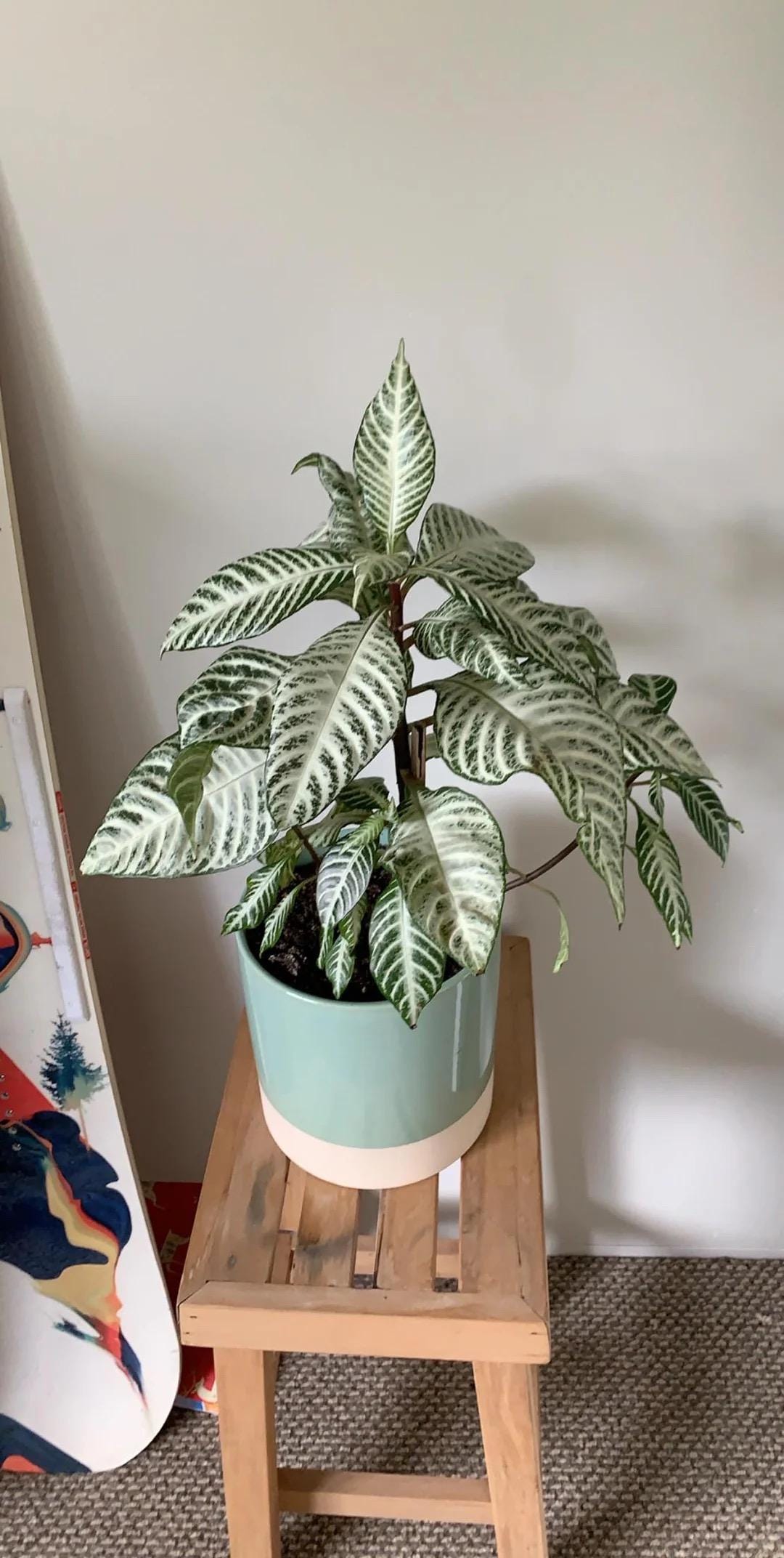 Aphelandra "snowflake" 2” Pot (ALL STARTER PLANTS Require You to ...