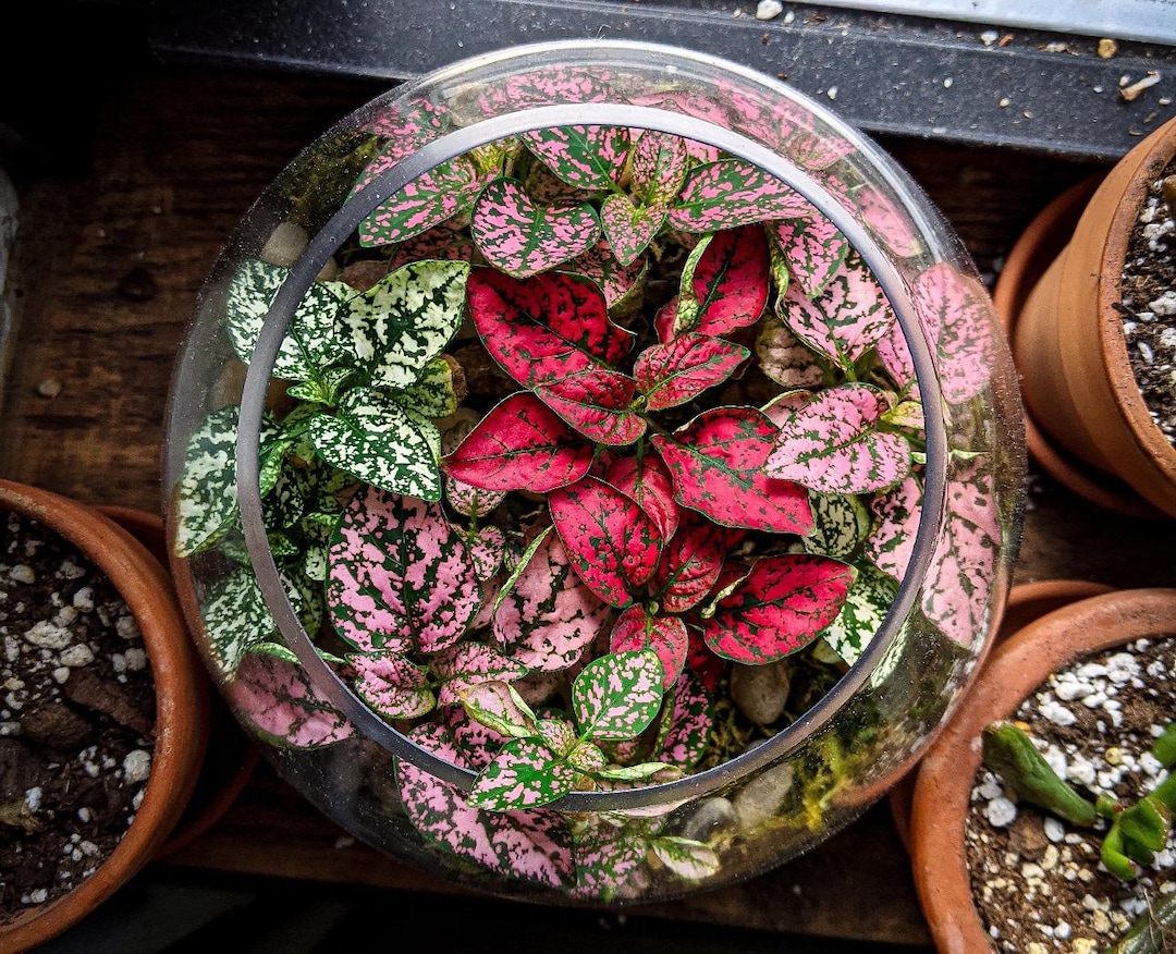 Hypoestes Mix Starter Plant (polka Dot Plant) **ALL Starter Plants ...