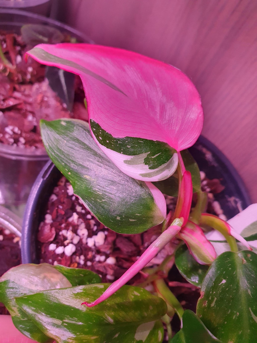 Philodendron Tricolor Princess Starter Plant (ALL STARTER PLANTS ...