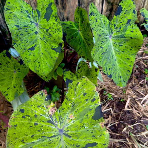 Colocasia Mojito - Etsy