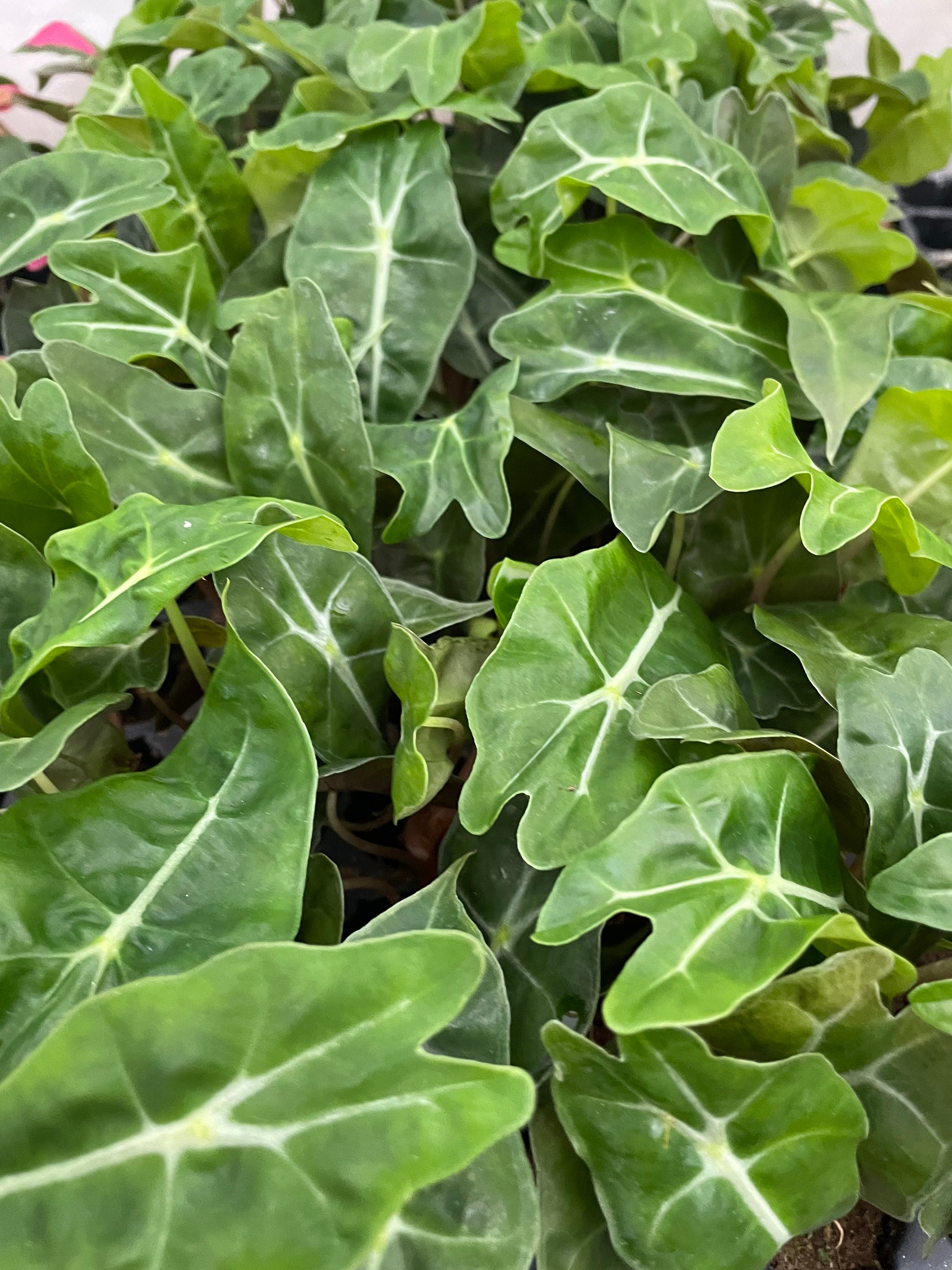Alocasia 'pink Princess' Starter Plant NEW all - Etsy