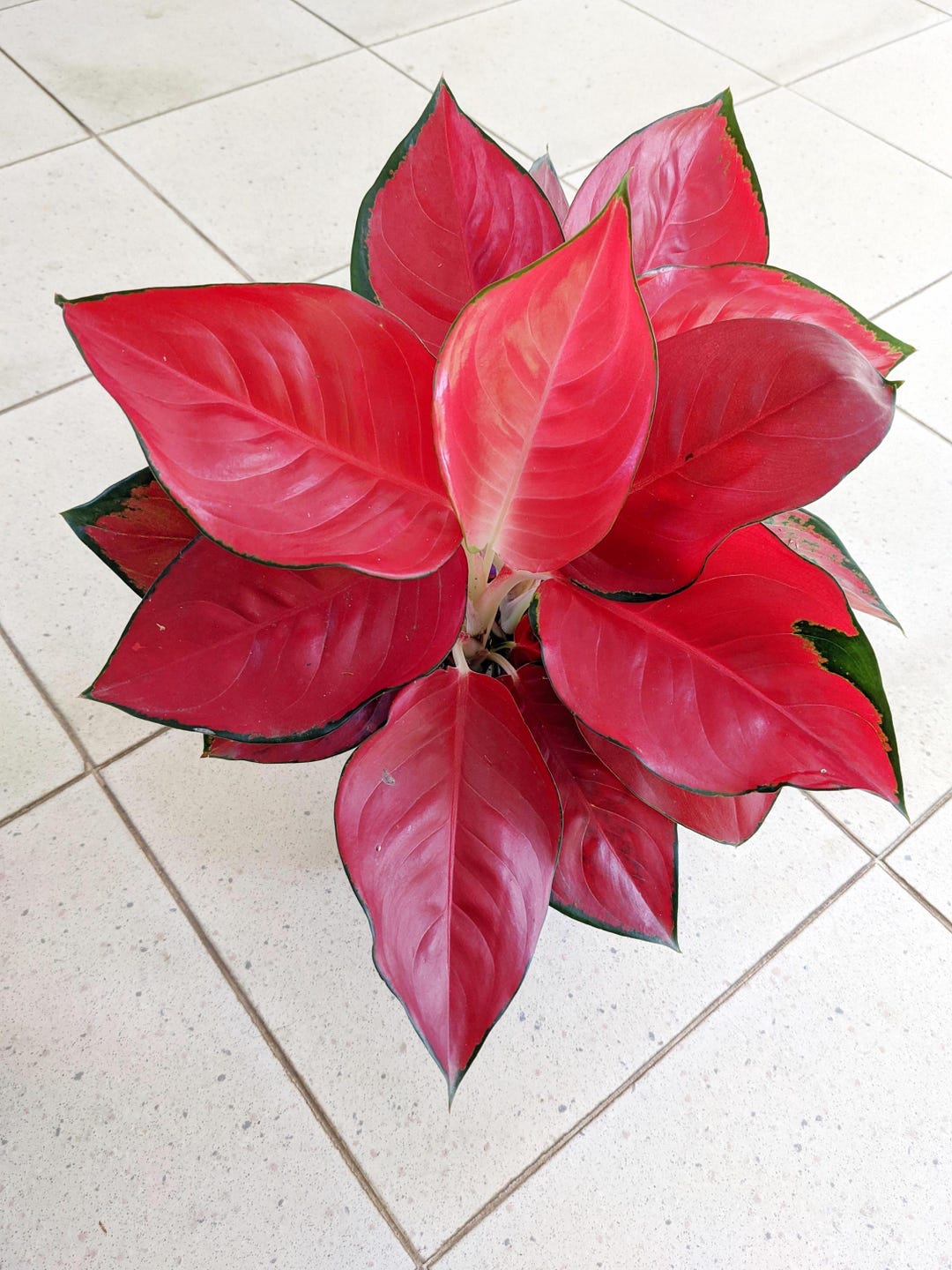 Aglaonema Red Master Starter Plant (ALL STARTER PLANTS Require You to ...