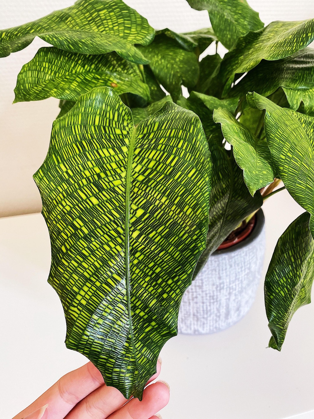 Calathea Musaica ( Network ) Starter Plant (ALL STARTER PLANTS Require ...