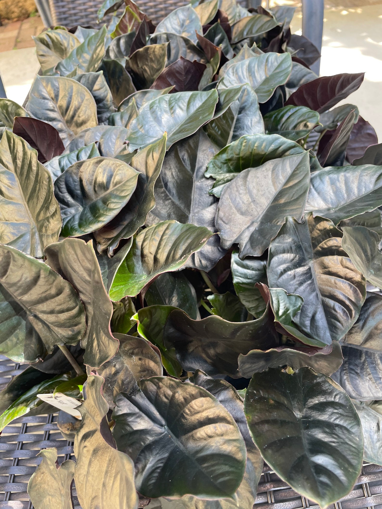 Alocasia Black Infernalis Starter Plant ALL STARTER PLANTS - Etsy