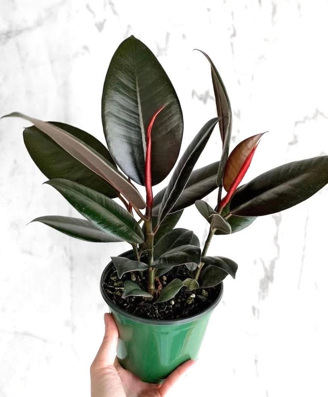 Ficus Elastica Burgundy "rubber Tree" Starter Plant (ALL STARTER PLANTS ...