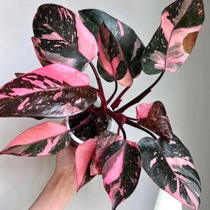 Aglaonema Pictum Tricolor #3 Starter Plant **(ALL Plants Aglaonema Pictum Tricolor #3 Starter Plant **(ALL Plants