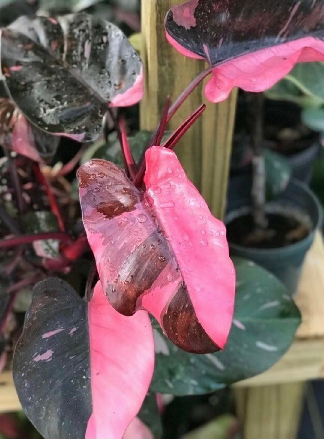 Philodendron Black Cherry Pink Princess 2 Starter Plant ALL STARTER PLANTS Require You to ...