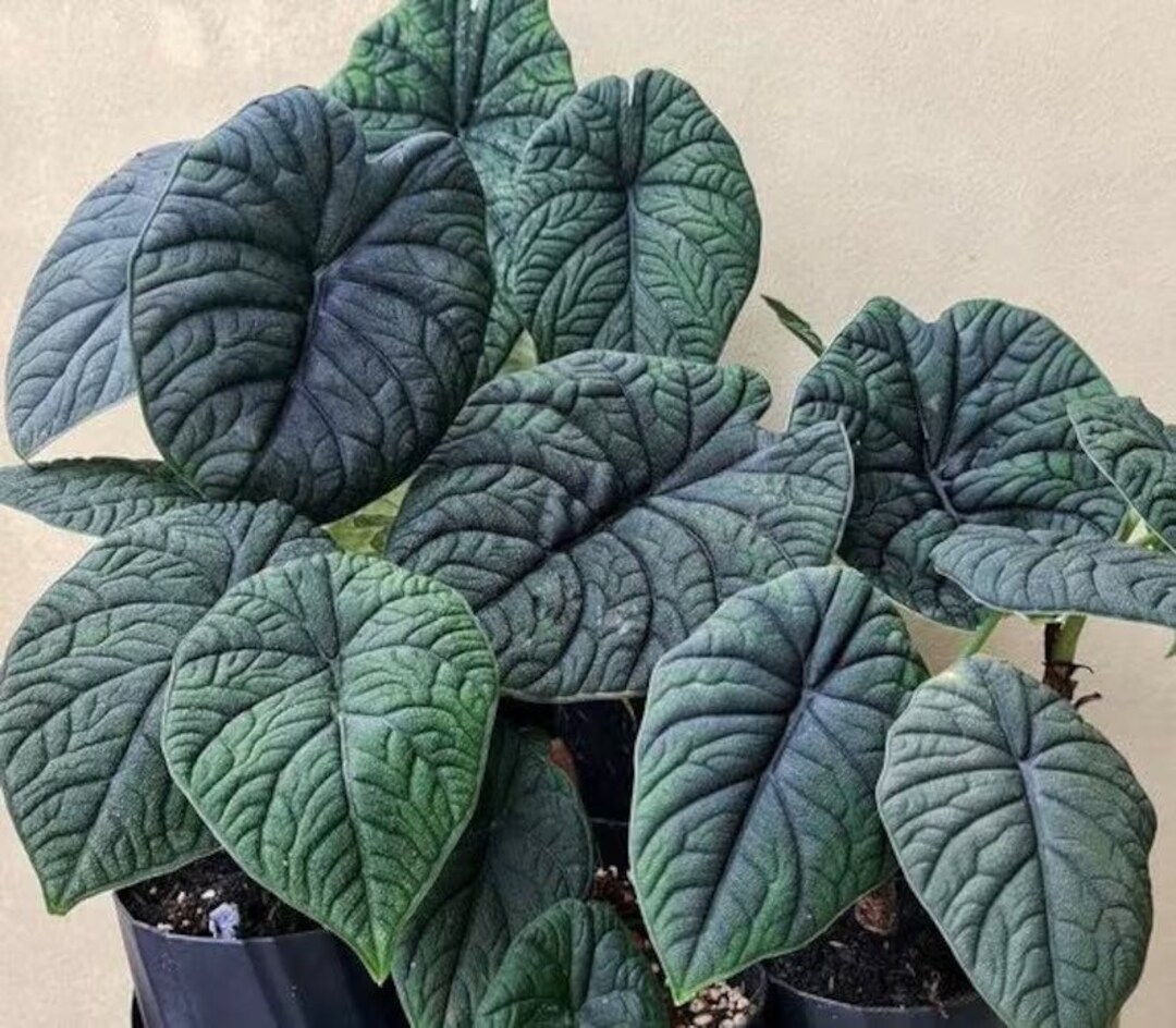 Alocasia Melo rugosa Starter Plant ALL STARTER PLANTS - Etsy Australia