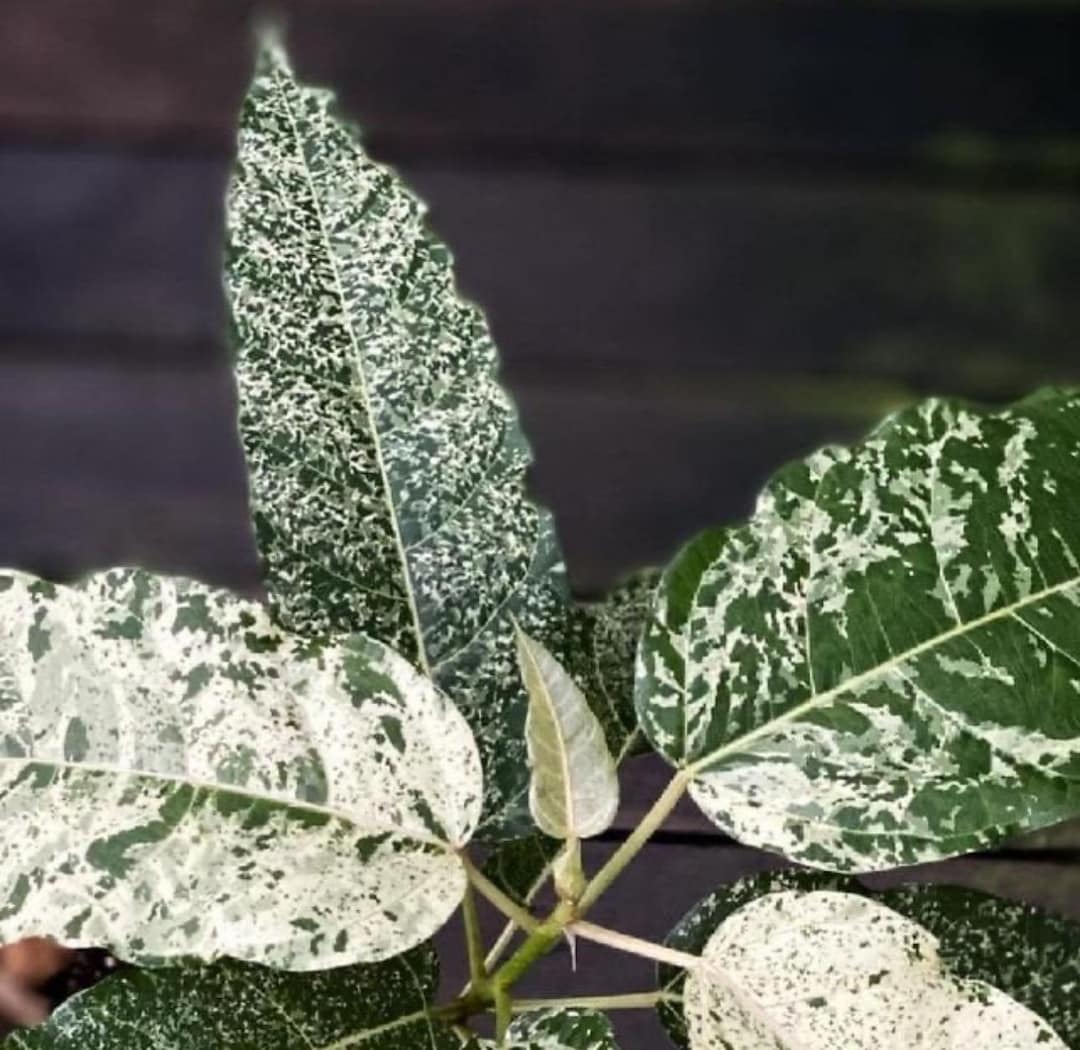 Ficus Snowstorm “blizzard” 2” Pot (all Plants Require Purchase of 2) - Etsy