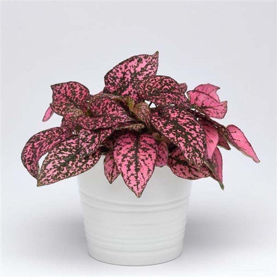 Hypoestes Rose polka Dot Plant Starter Plant ALL Starter Plants Require ...