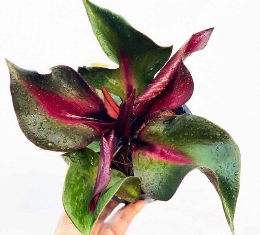 Philodendron Red Heart Starter Plant (ALL STARTER PLANTS Require You to ...