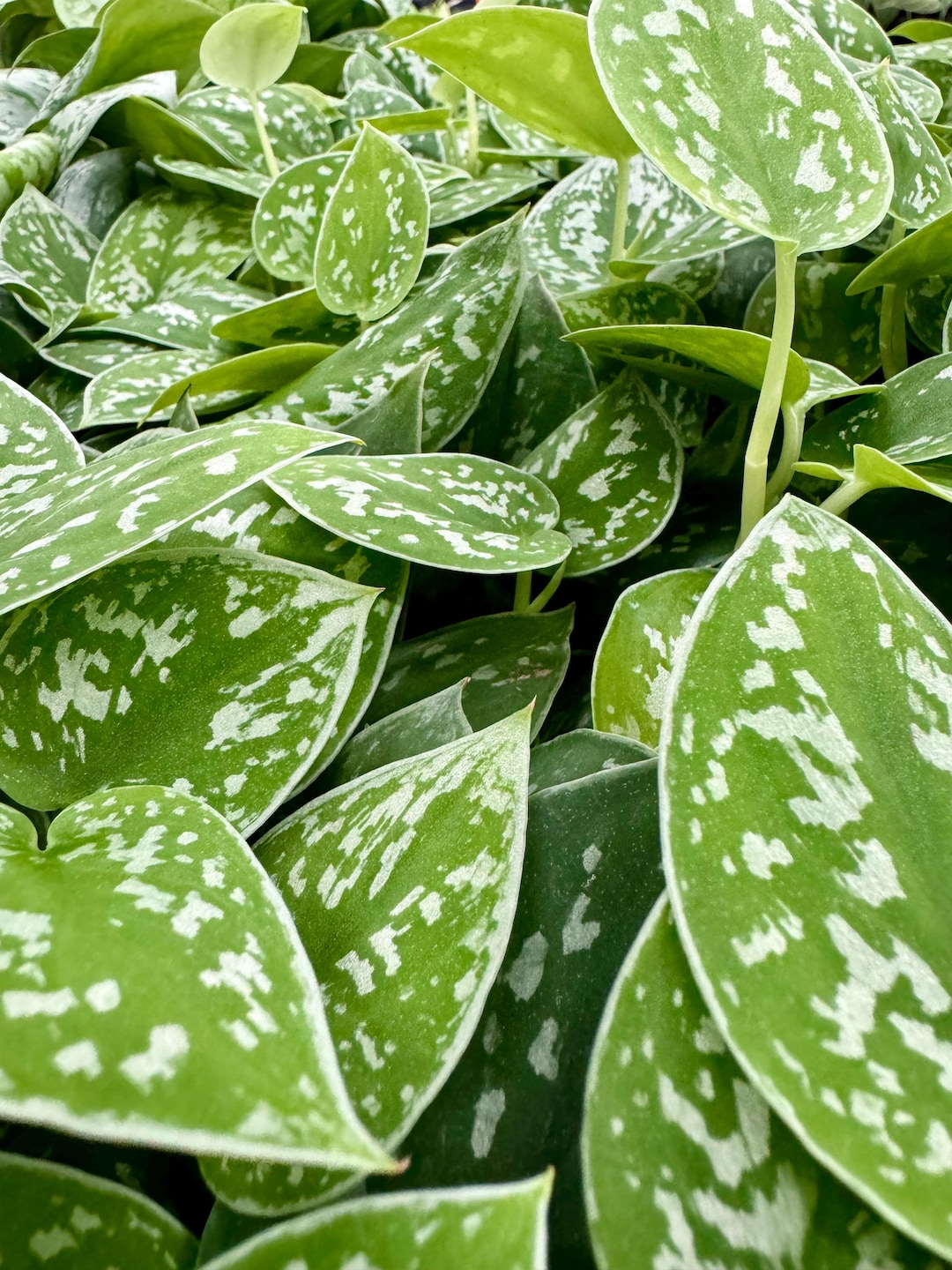 Scindapsus Pictus Silver Satin Starter Plant (ALL STARTER PLANTS ...