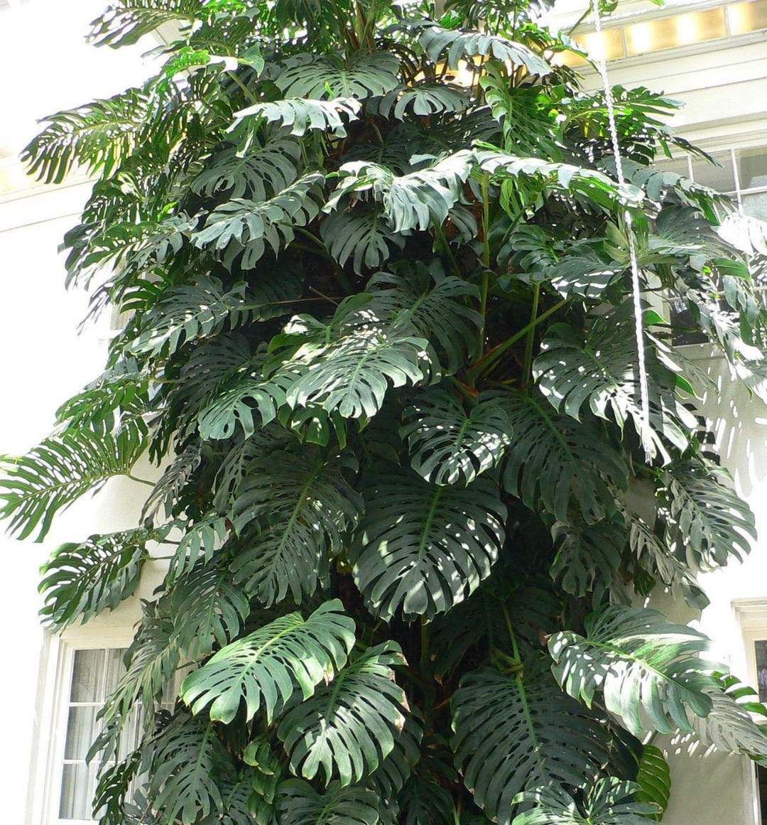 Philodendron Black Cherry Pink Princess Starter Plant (ALL STARTER ...