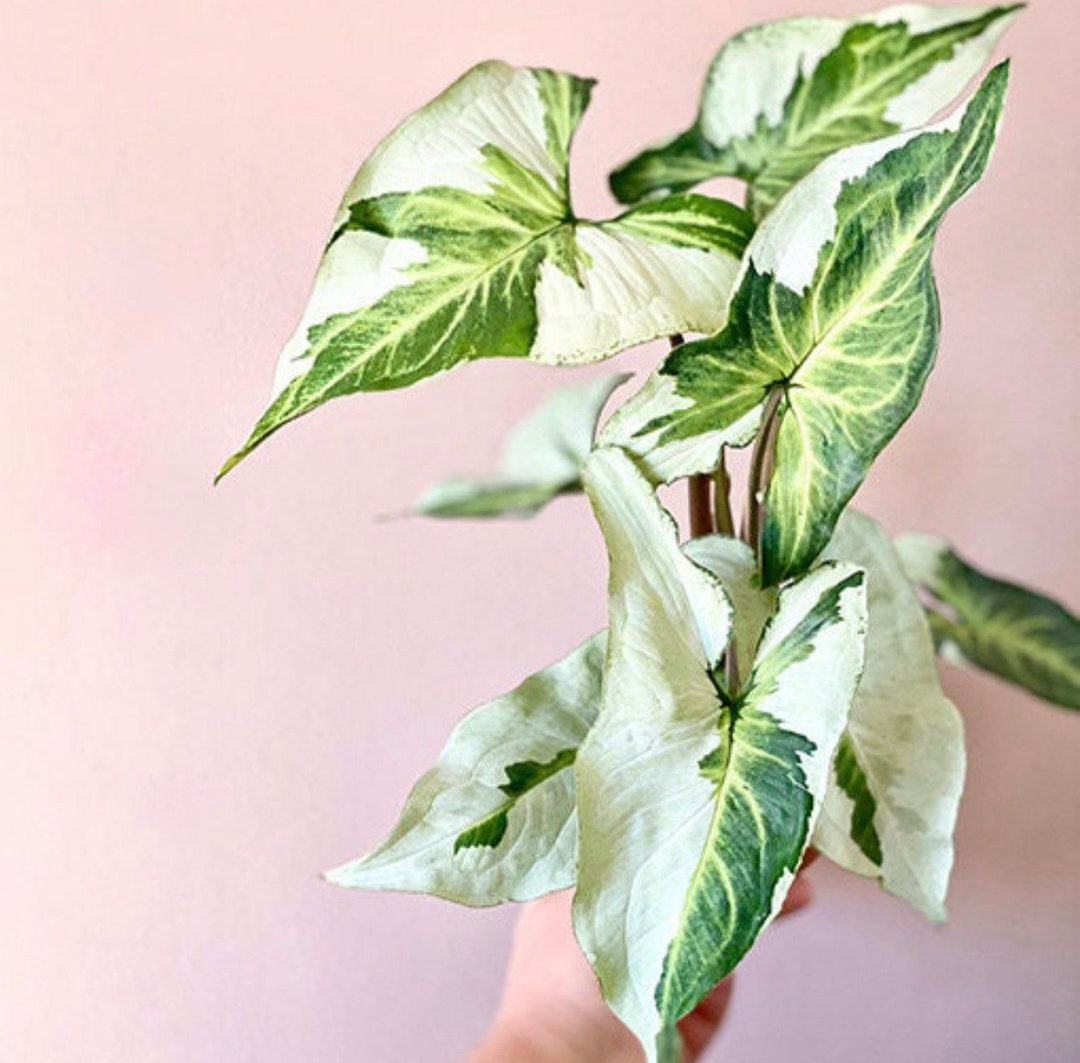 Syngonium Three Kings Starter Plant ALL STARTER PLANTS Require You to ...