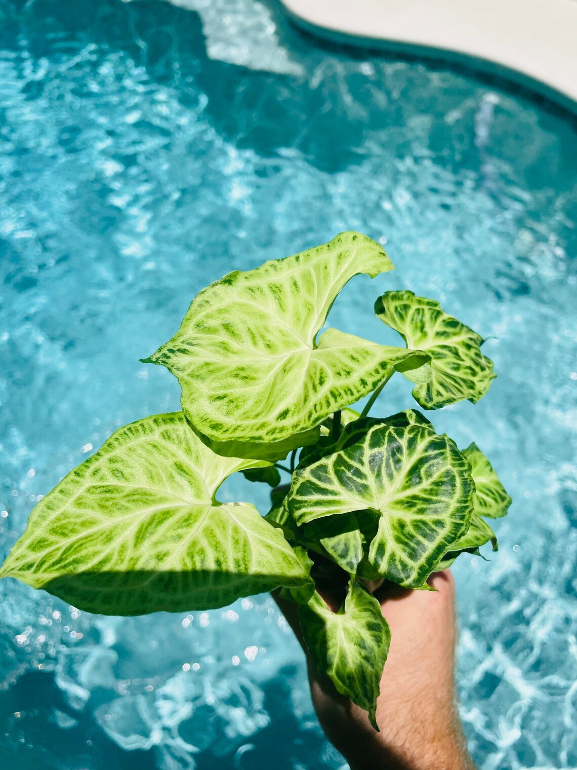 Syngonium Batik Starter Plant all Starter Plants Require You - Etsy