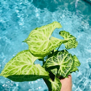 Syngonium Batik Starter Plant (all Starter Plants Require You to ...