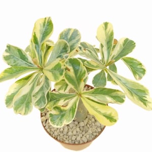 Variegated Desert Rose Milky Way “adenium Obesum” Starter Plant (ALL ...