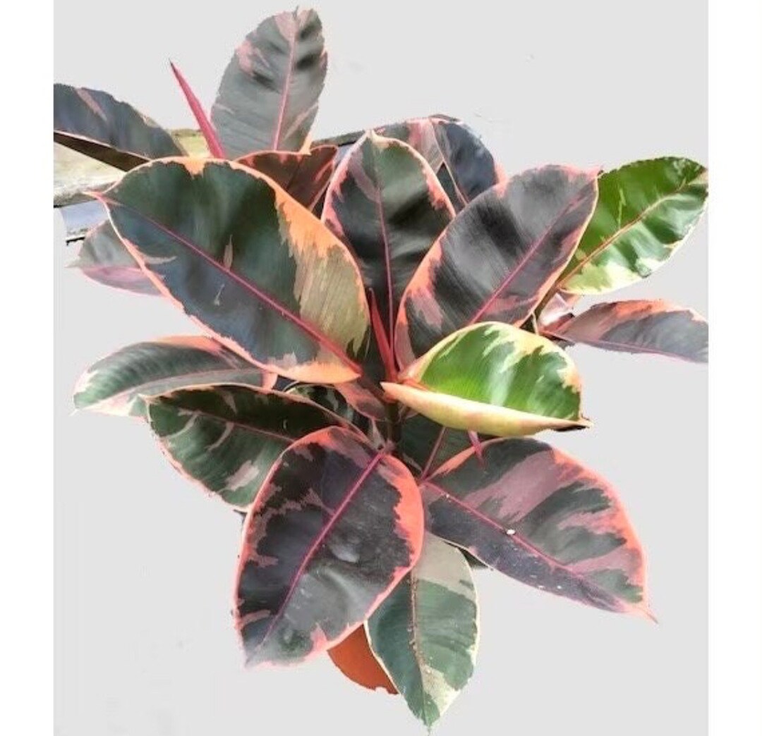 Ficus Tineke belize Rubber Tree Starter Plant ALL Plants Require You to ...