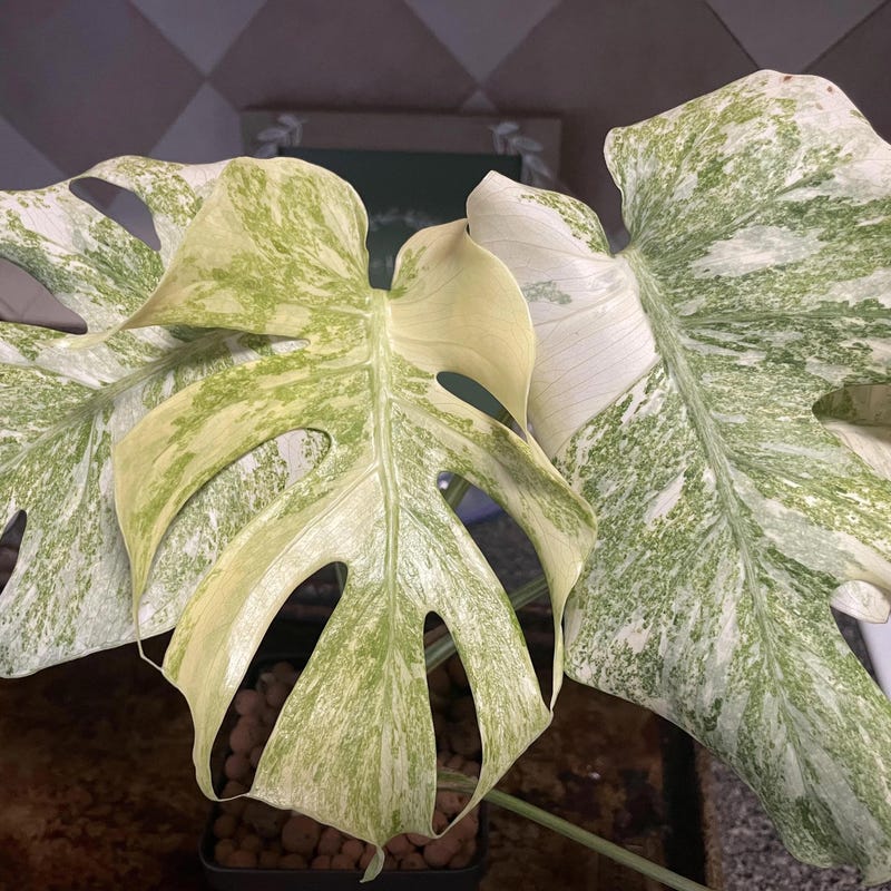 Bulbasaur Monstera - Etsy