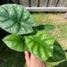 Alocasia Sinuata “quilted Dream” Starter Plant (ALL STARTER PLANTS ...