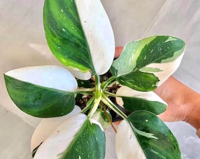 Philodendron White Wizard “high Color” - Live Indoor Houseplant – Rare ...