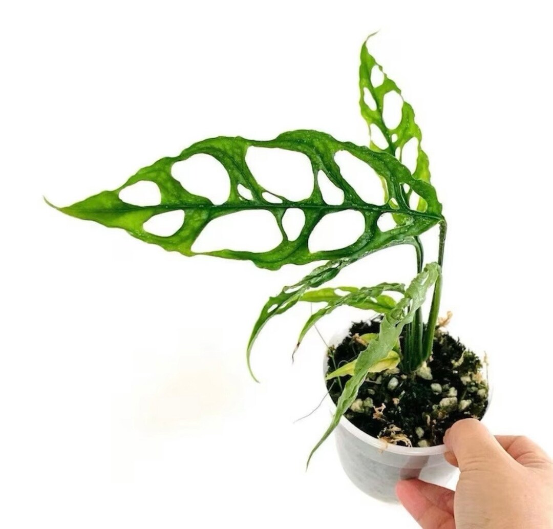 Monstera Obliqua Peru Starter Plant ALL STARTER PLANTS Require You to ...