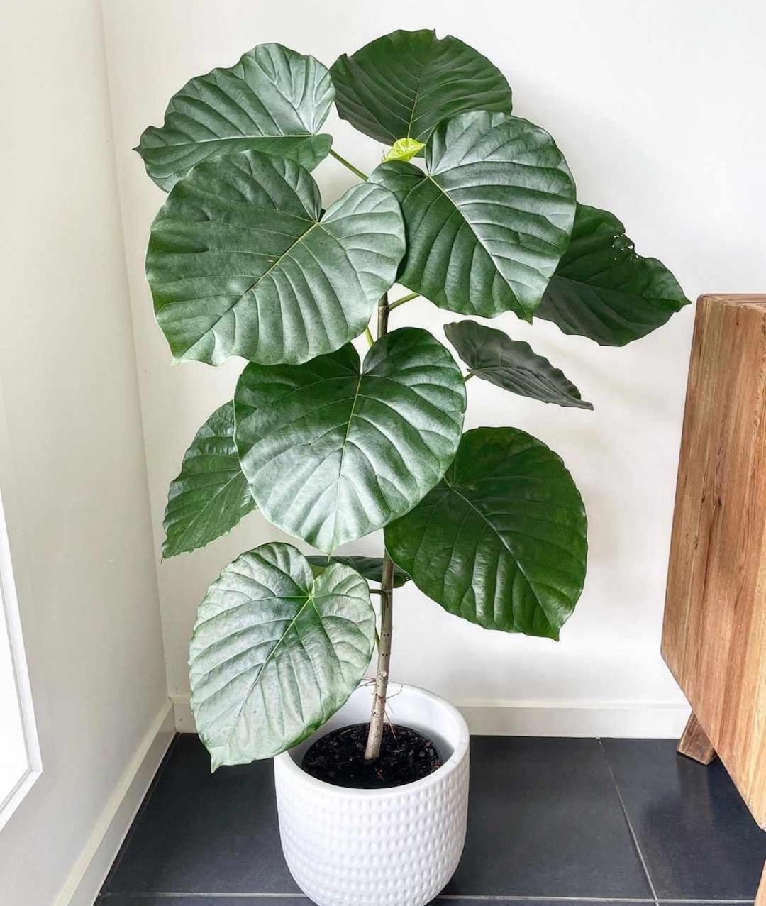 Ficus Umbrella 2” Pot **(ALL Plants Require You to Purchase ANY 2 ...