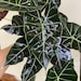Alocasia Dragon Tooth Starter Plant **(ALL Plants Require You to ...