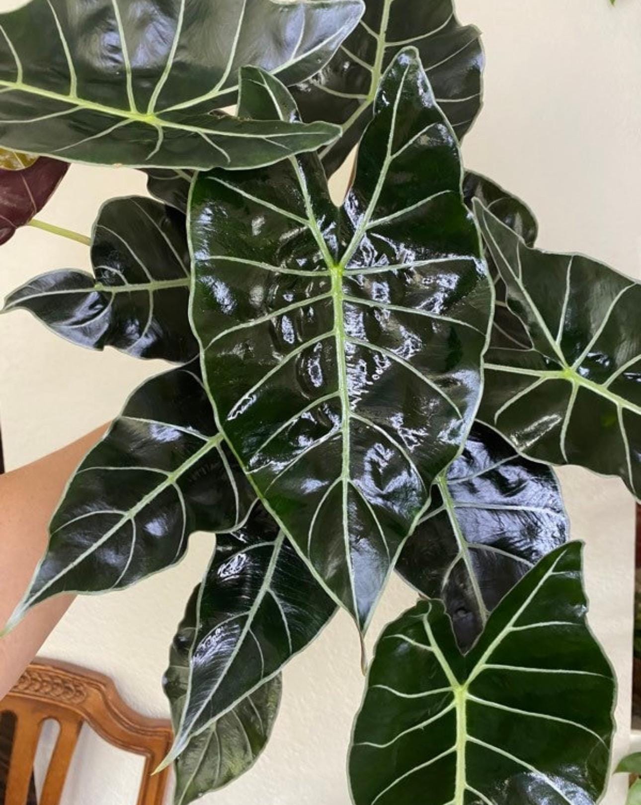 Alocasia Dragon Tooth Starter Plant **(ALL Plants Require You to ...