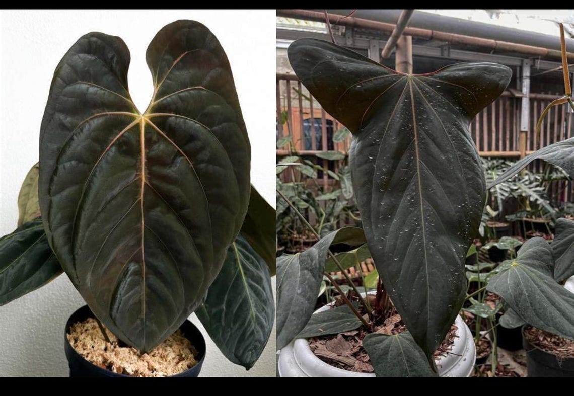 Seed Grown Anthurium Darkest Panama (goliath) X Portillae Starter Plant ...